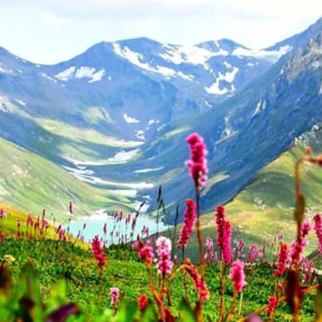Alpine Flowers and Trekking - Toliday Trip