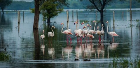 Bird Watching in Bharatpur Bird Sanctuary - Toliday Trip