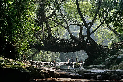 Mystical Beauty of Shillong's Living Root Bridges - Toliday Trip