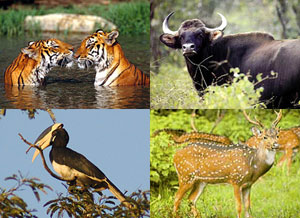 Goa for Nature Lovers: Wildlife Sanctuaries and Eco-Tours - Toliday Trip